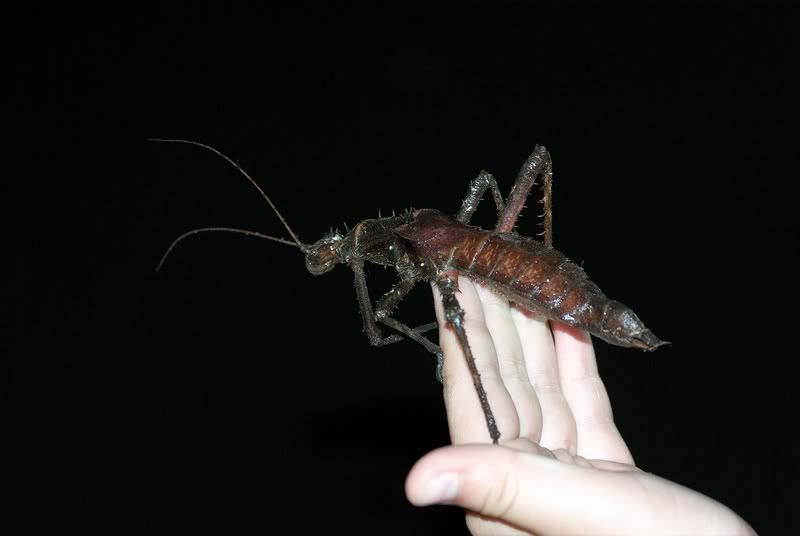 Borneo Dispatches #12: Monster Phasmids, Flying Lizards - Field Herp Forum